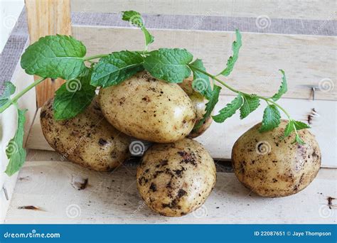 Fresh Small New Potatoes With Mint Stock Image Image Of Food Farming