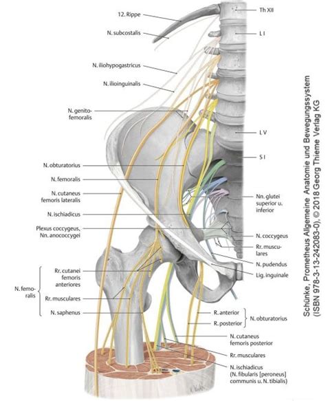 Plexus Lumbosacralis Aufbau Prometheus S 536 Diagram Quizlet