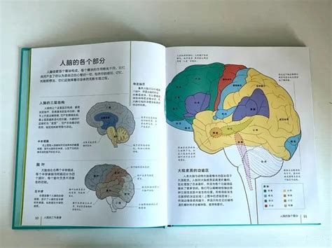 高效鍛鍊大腦孩子越來越聰明 每日頭條