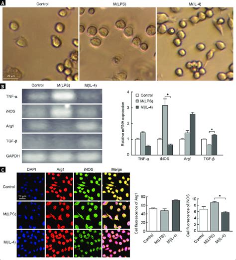 The Bv2 Cells Were Polarized Into M Lps And M Il 4 Phenotypes A Download Scientific