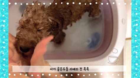 라떼일기 Ep 9 아가 골든두들 라떼의 첫 목욕 Youtube