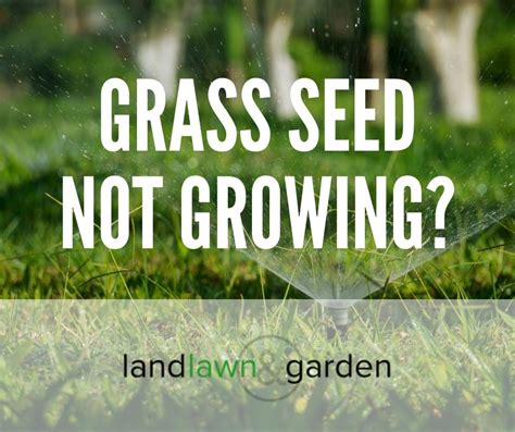 Why Is My Grass Seed Not Growing 3 Causes And Solutions