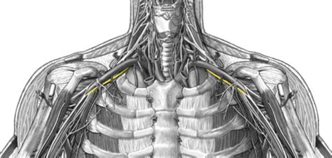 Brachial Plexus Flashcards Quizlet