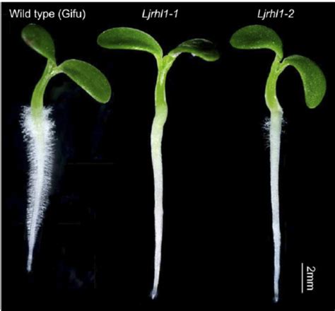 Root Hair Phenotypes Of L Japonicus Wild Type U Left Ljrhl1 1