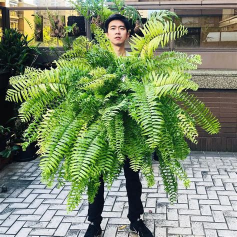 Caring For Sword Ferns Easy Tips And Tricks