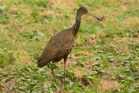 Foto Carão Aramus Guarauna Por Jean Jr Barcik Wiki Aves A