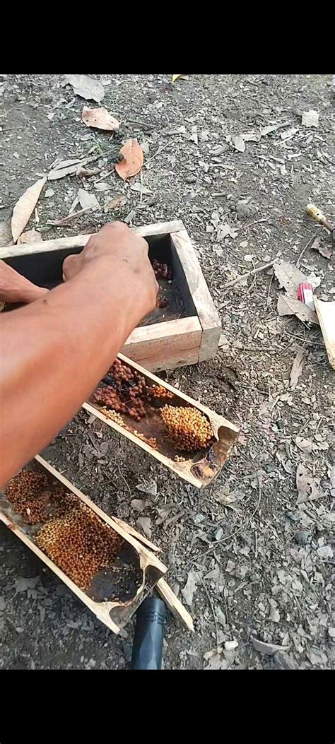 Tregona Stinglessbee