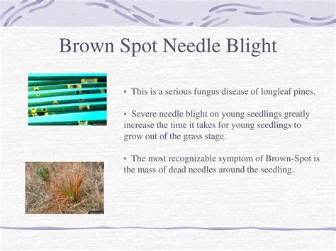 Original Power Point Created By Billy Hughes Area Forestry Team Ppt