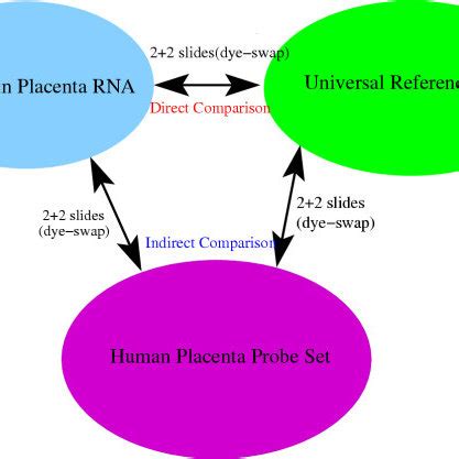 Study Designs For CDNA Microarray Experiments Among The Human Placenta Download Scientific