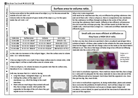 Surface Area To Volume Ratio Pdf Surface Area Cell Biology