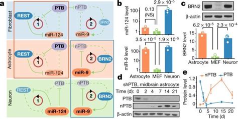 Reprogramming Astrocytes Into Dopaminergic Neurons In Vivo Restores Function In A Parkinsons