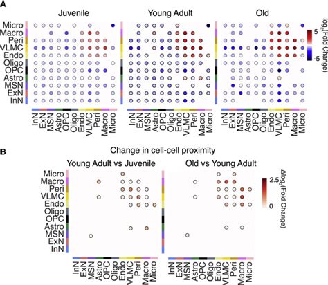 Molecular And Spatial Signatures Of Mouse Brain Aging At Single Cell Resolution Cell