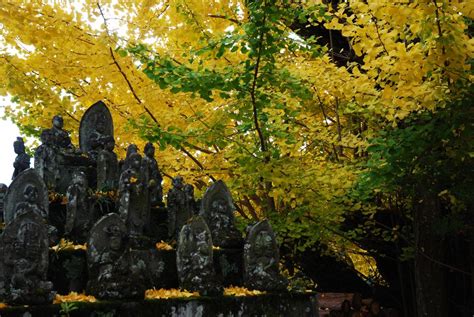 柴犬kenの宝箱 大窪寺大銀杏 四国霊場八十八番札所