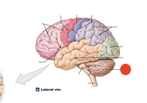Eeg Quiz Flashcards Quizlet