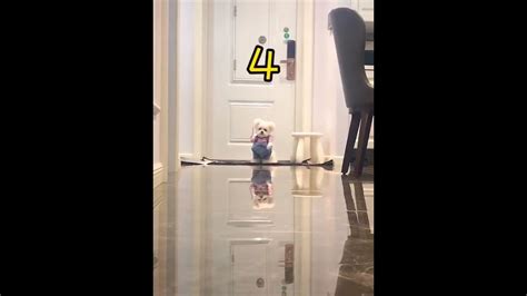 처키 강아지옷 사탄의인형 강아지 처키 처키옷 웃긴옷 할로윈 애견 코스튬 Youtube