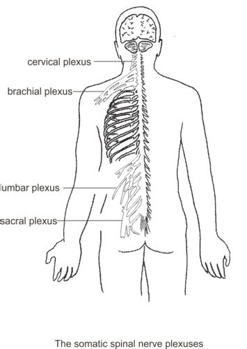 Nervous Tissue Peripheral Nerve Plexuses Somatic Plexuses Cervical