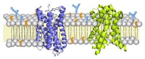 Membrane Protein Identification By Shotgun Proteomics Creative