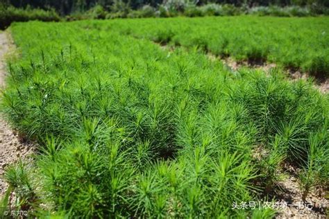 農村徵收農民私人開荒的土地，農民能拿到補償嗎？ 每日頭條
