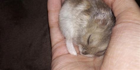 My Sleepy 2 5 Year Old Dwarf Hamster Pixel Scrolller