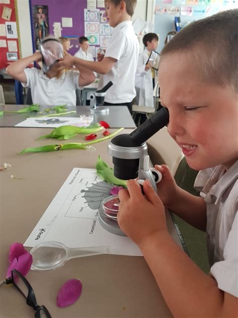 Plant Reproduction Experiment P4 Science Barshare Primary
