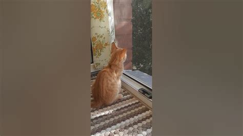 сat Catslive Windowkitty Spring Birds Kitten Funnycats Youtube