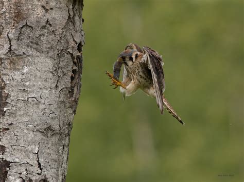 Kestrel Sequence Paulrossibirds