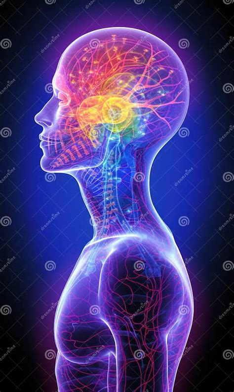 Neural Pathways Nervous System Delving Into The Pathways Of