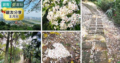 滿地五月雪如繁花落不盡低難度小南港山俯瞰汐止南港風光沿途油桐花飄落步道猶如純白花毯浪漫春意襲上身心 銀髮一起玩