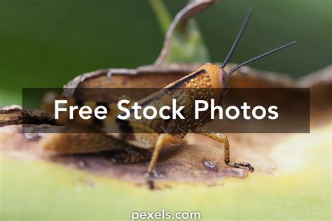 Grasshopper Jumping Photos Download The Best Free Grasshopper Jumping