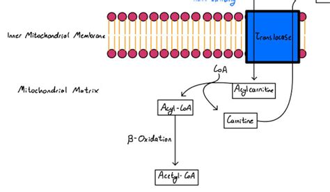 Complete Mcat And Biochem Metabolic Pathway Review Notes Etsy