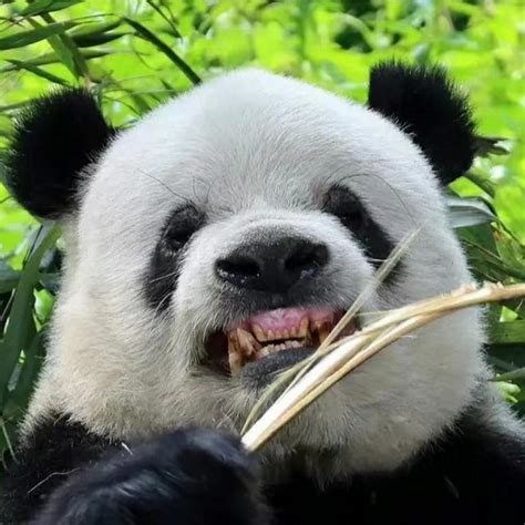 Celebrity Pandas And Visit Famous Giant Pandas