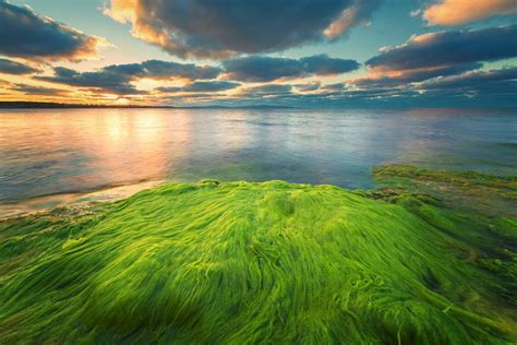Growing Oil From Algae The Newest Renewable Energy Source