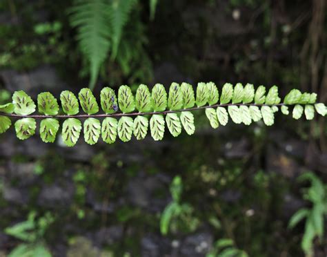 Asplenium Trichomanes Subsp Quadrivalens Eflora Of India
