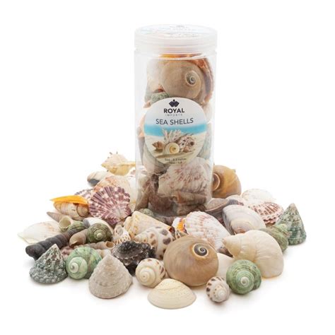 Sea Shells Beach Assorted Small 1 Lb Royal Imports