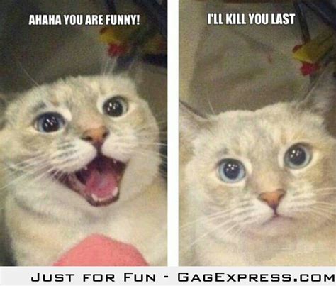 I Ll Kill You Last Funny Image Pinterest