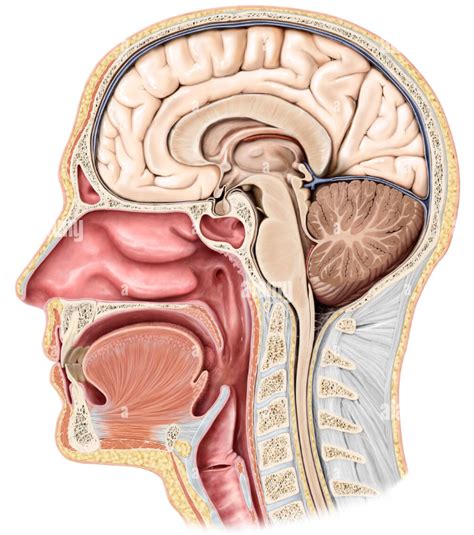 Cross Section Head Diagram Quizlet