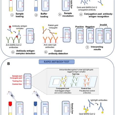 Rapid Antigen And Rapid Antibody Tests A Analytical Workflow Of