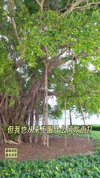 一棵大的榕树真的有很多气根。这也算是一种聪明的进化方式了吧？ Youtube