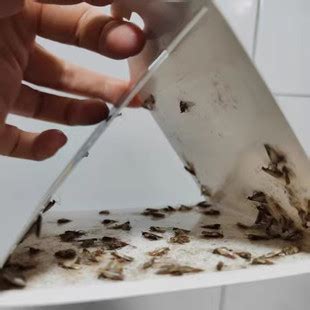 飞蛾诱捕器米蛾衣蛾蚋蠓信息素粘蛾贴飞蛾贴粘蛾板 阿里巴巴