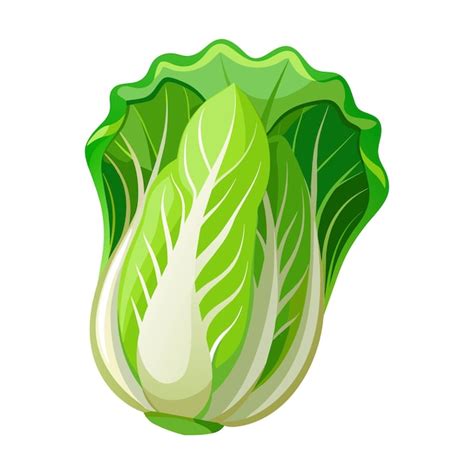 Chinese Cabbage Clipart Napa Cabbage Spring Rolls