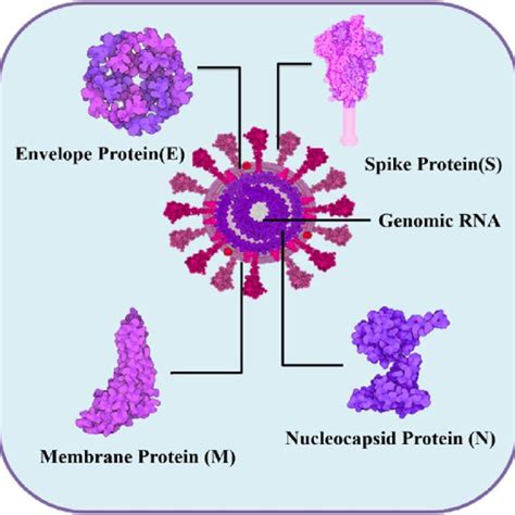 The Schematic Diagram Of Four Major Structural Protein Components
