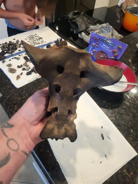 Fossil Identification R Fossilid