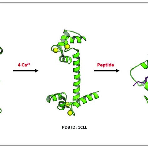 The 3d Illustrations Show The Flexibility Of Calmodulin In Binding To 4 Download Scientific