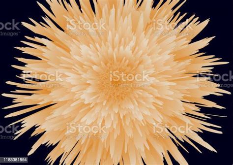 모란의 밝은 아름다운 싹 검은 배경에 아스터 우아한 꽃 클로즈업 배너 카드 초대장 직물 직물에 대한 식물 벡터 0명에 대한 스톡 벡터 아트 및 기타 이미지 Istock