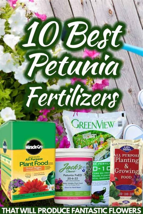 10 Best Petunia Fertilizers That Will Produce Fantastic Flowers