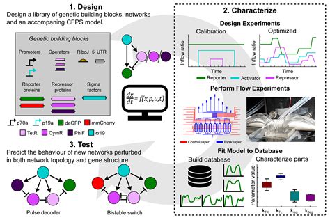 Publication New Methodology For Characterization Of Cell Free Genetic Networks Enables Forward