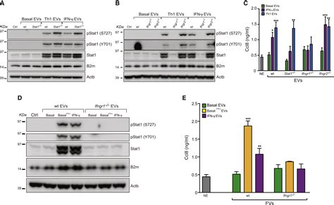 Extracellular Vesicles From Neural Stem Cells Transfer Ifn γ Via Ifngr1 To Activate Stat1