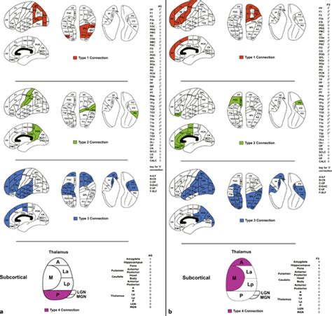 A Proposed Human Structural Brain Connectivity Matrix In The Center For