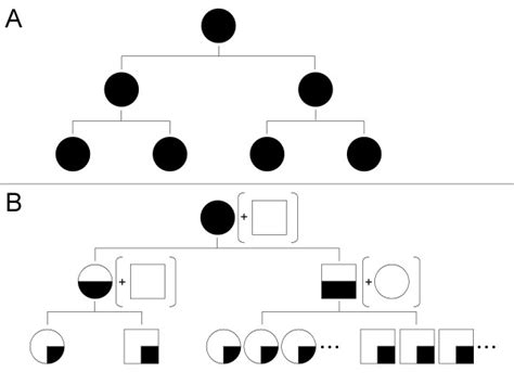 The Effect Of Sexual Selection On The Progeny Of A Fit Female A Female Download Scientific