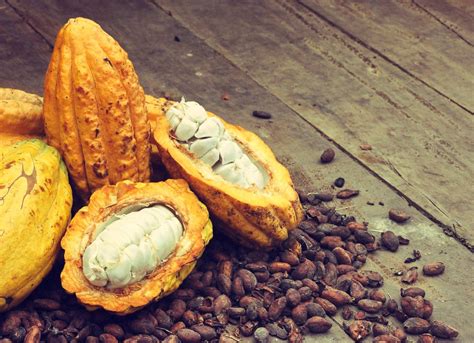 Cacao Periódico Eldinero